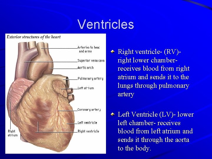 The Cardiovascular System Structure Function and Measurement Chapter