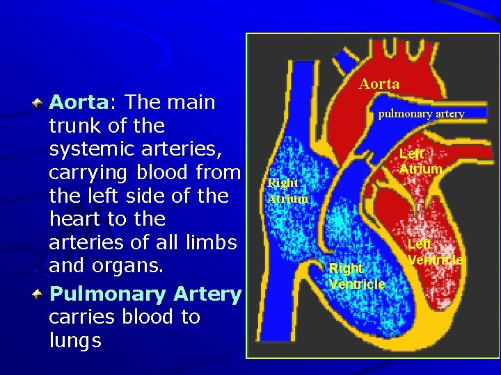 The Cardiovascular System Structure Function and Measurement Chapter