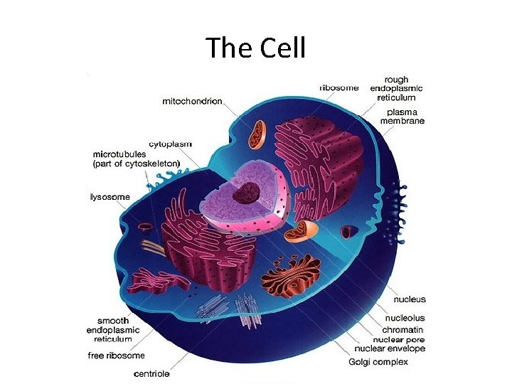 Cell Organelles Sonya Emery Chemistry Period 2 The