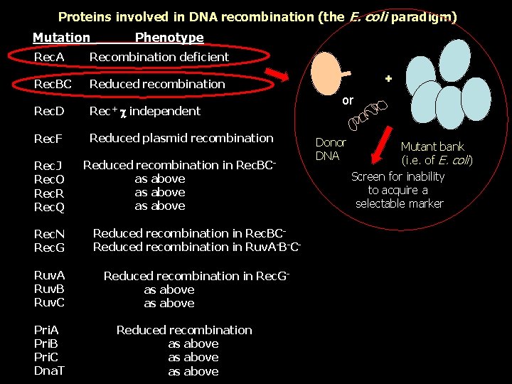 Genetic Recombination Definition The breakage and joining of
