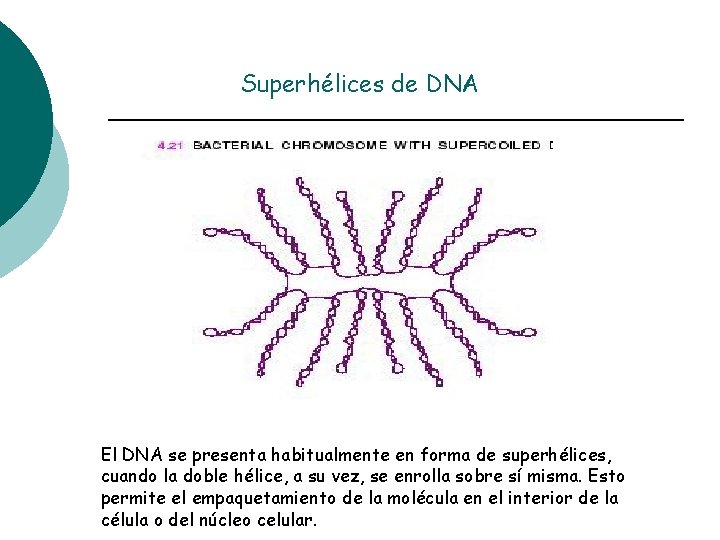 cidos Nucleicos ADN y ARN Salvador Resino Garca