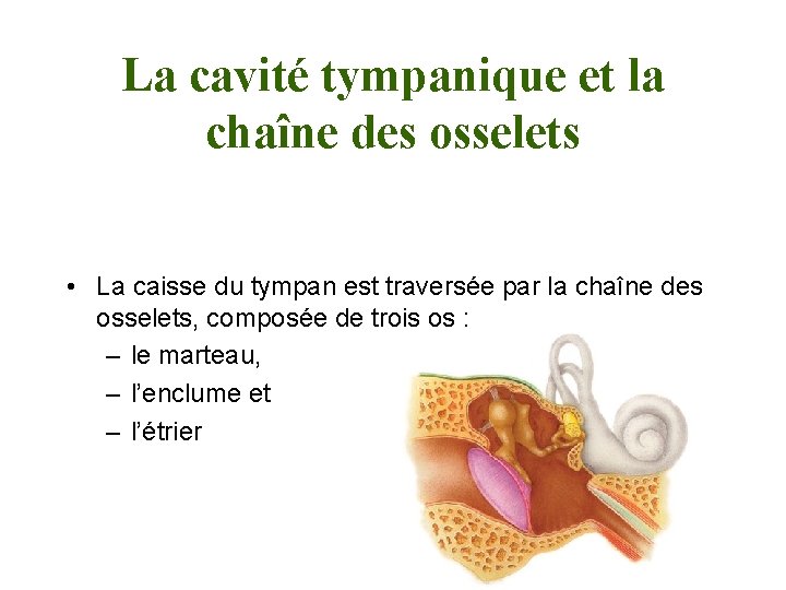 AUDITION ET EQUILIBRE Anatomie et Physiologie Introduction Cest