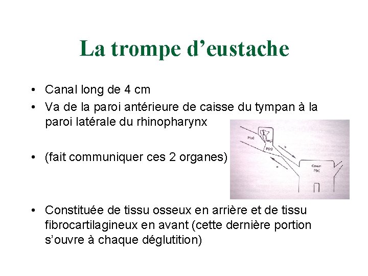 AUDITION ET EQUILIBRE Anatomie et Physiologie Introduction Cest