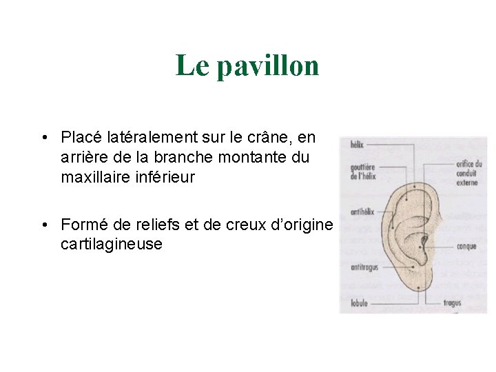 AUDITION ET EQUILIBRE Anatomie et Physiologie Introduction Cest