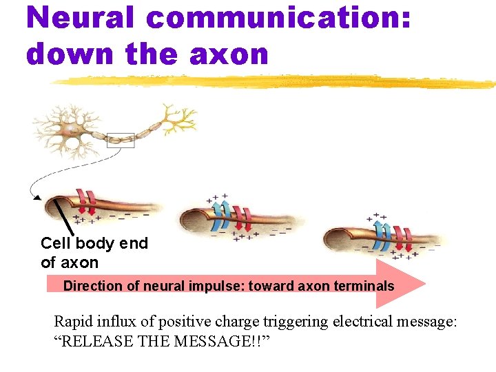 Biological bases of cognition and behavior Part 1
