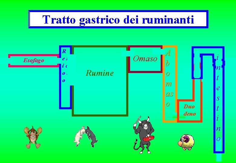 Tratto gastrico dei ruminanti Esofago R et ic