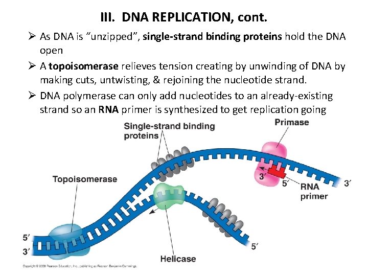 UNIT IV DNA CELL DIVISION Big Campbell Ch