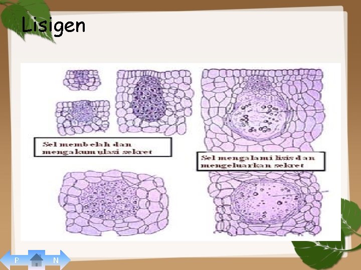 STRUKTUR DAN PERKEMBANGAN TUMBUHAN JARINGAN SEKRETORI KELOMPOK 7