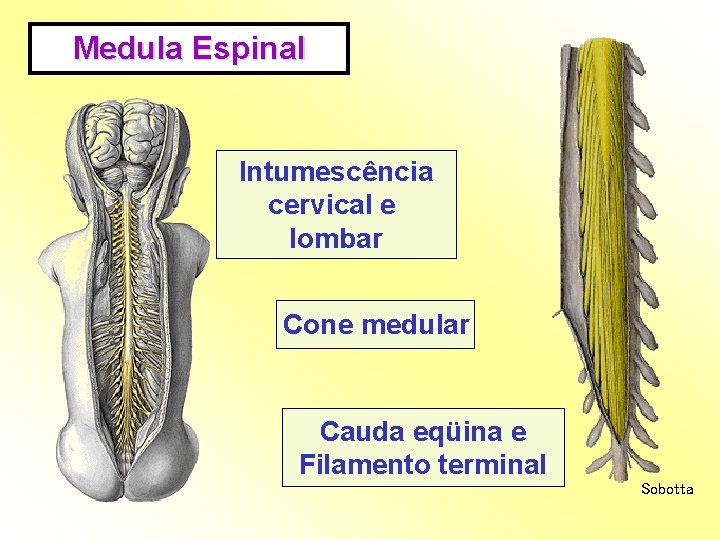 SISTEMA NERVOSO Corpo humano real e fascinante SISTEMA