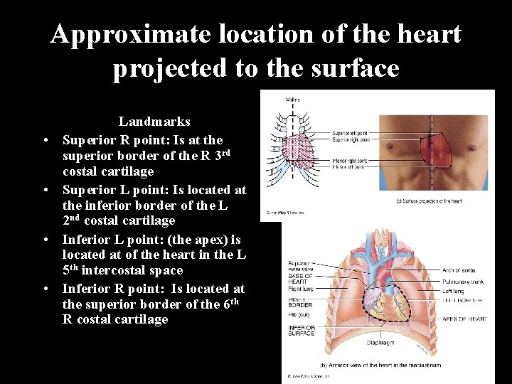Bio 242 Unit 3 Lecture 2 1 Position