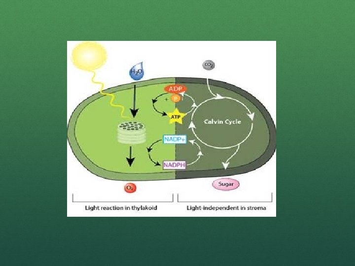 Chapter 4 Cells Energy How do we get