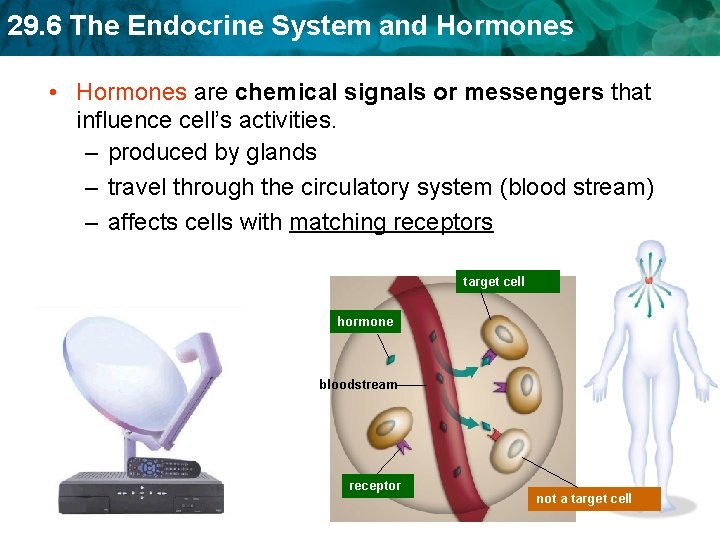 29 6 The Endocrine System and Hormones The