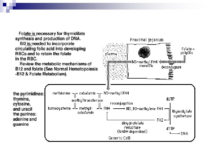 Metabolismo de la Vitamina B 12 y del