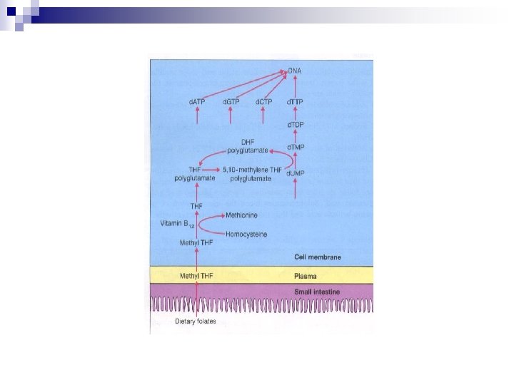 Metabolismo de la Vitamina B 12 y del