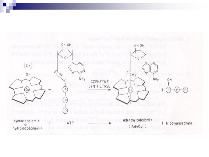 Metabolismo de la Vitamina B 12 y del