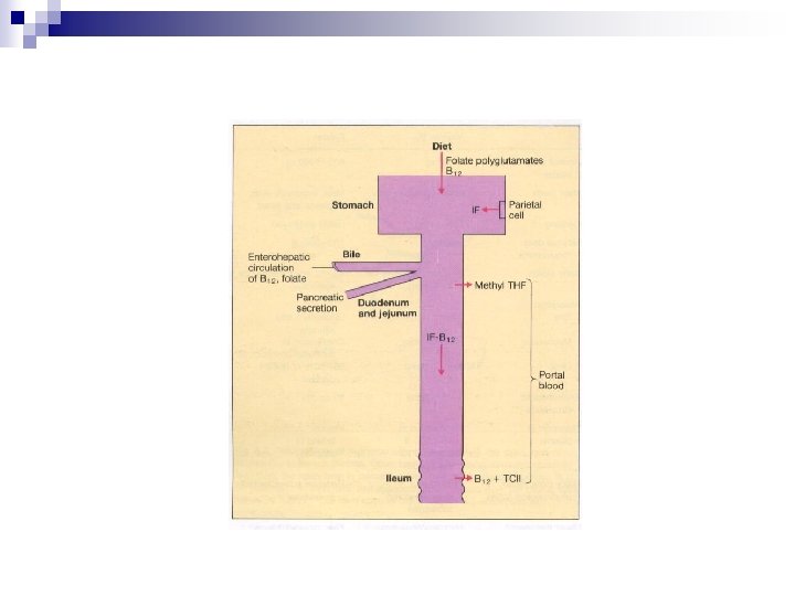 Metabolismo de la Vitamina B 12 y del