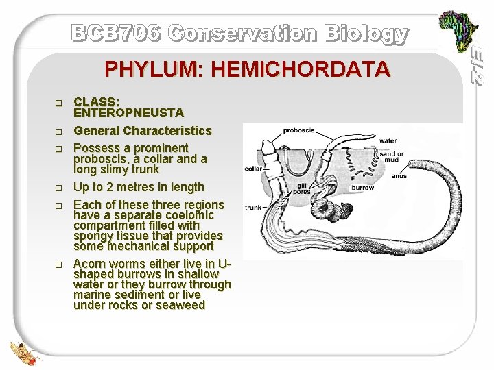 Deutrostomia Available at http planet uwc ac zanislEcopeoplePresentations