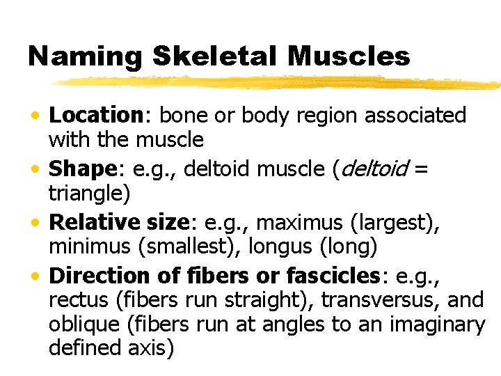 Chapter 10 The Muscular System Part A Objectives