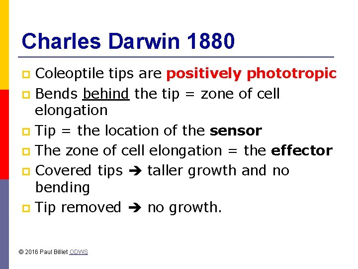 Plant growth responses Sunflower Helianthemum 2016 Paul Billiet