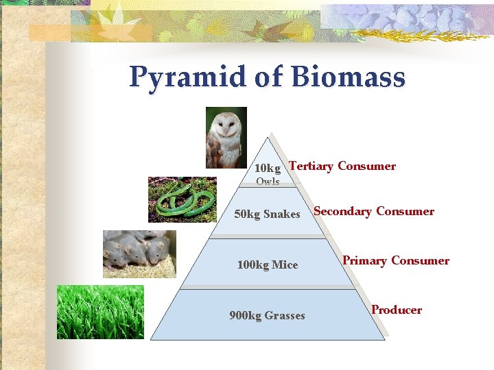 Ecological Pyramids Chapter 2 Section 2 b Learning