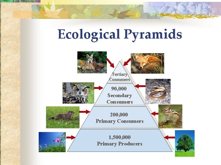 Ecological Pyramids Chapter 2 Section 2 b Learning