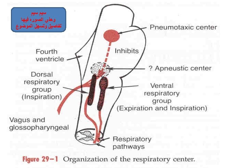 Respiratory cycle Normal respiratory cycle take about 5