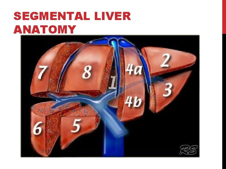 IMAGING ANATOMY OF THE LIVER FLIP OTTO DEPT