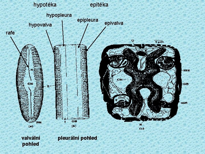 CVIEN 03 CHROMISTA Heterokontophyta Bacillariophyceae Pentn rozsivka SEM