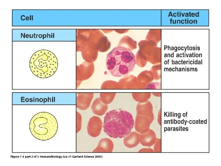 Charles A Janeway Paul Travers Mark Walport Mark