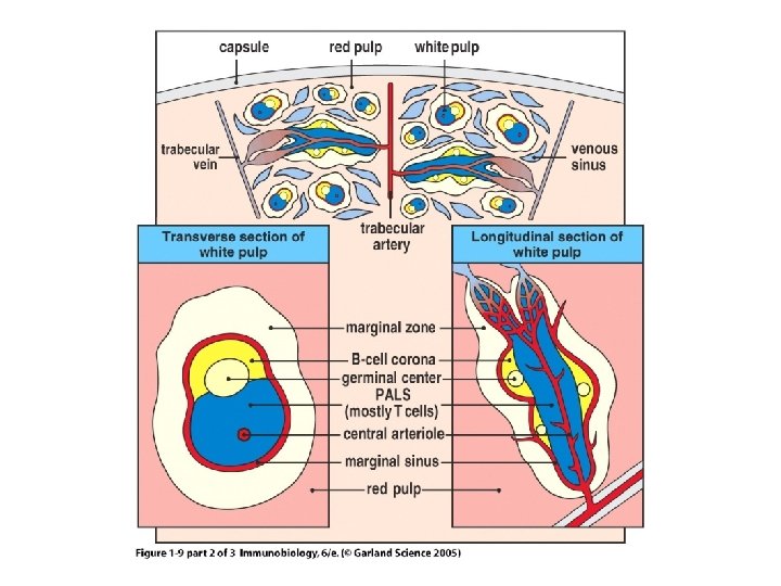 Charles A Janeway Paul Travers Mark Walport Mark
