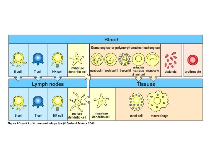 Charles A Janeway Paul Travers Mark Walport Mark