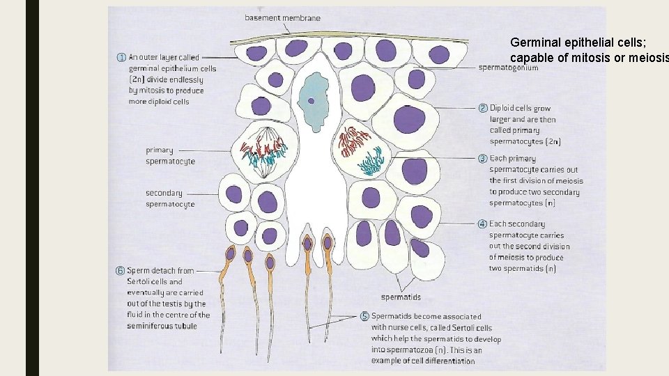 11 4 SEXUAL REPRODUCTION Spermatogenesis Spermatogenesis is the