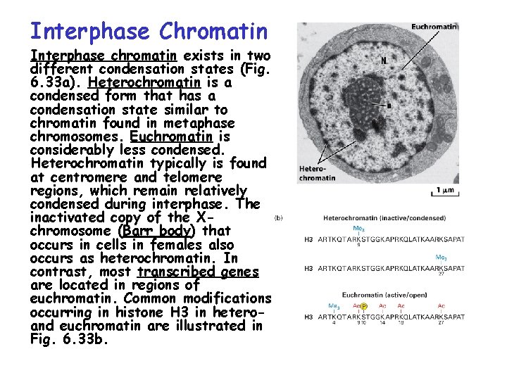 Topics Chap 6 Genes Genomics and Chromosomes Part