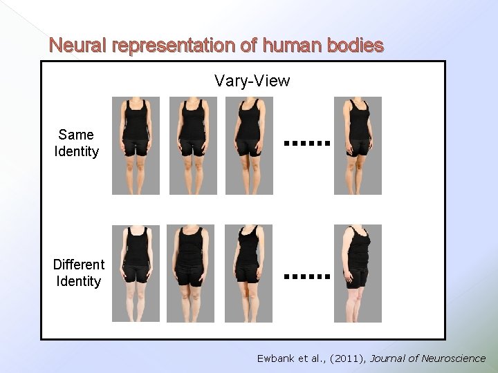 Neural mechanisms underlying repetition suppression in occipitotemporal ...