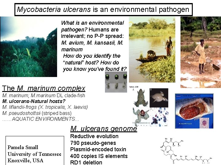 Mycobacteria ulcerans is an environmental pathogen What is