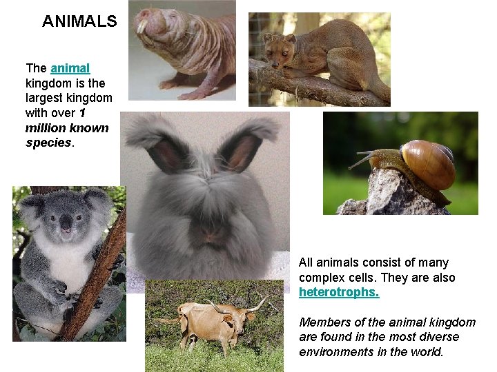 The 6 Kingdoms of Life When Linnaeus developed