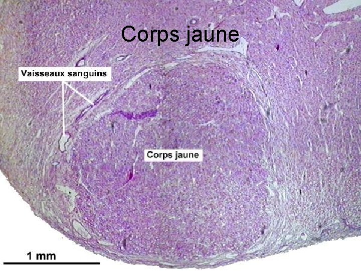 FONCTIONNEMENT DE LAPPAREIL REPRODUCTEUR FEMININ CYCLES SEXUELS Appareil