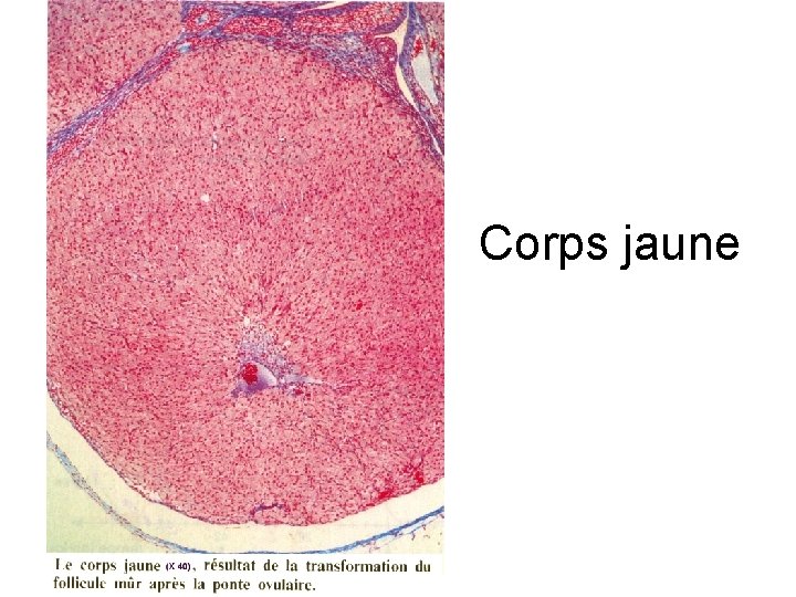 FONCTIONNEMENT DE LAPPAREIL REPRODUCTEUR FEMININ CYCLES SEXUELS Appareil