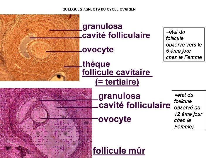 FONCTIONNEMENT DE LAPPAREIL REPRODUCTEUR FEMININ CYCLES SEXUELS Appareil