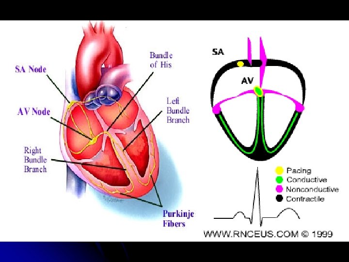 HOW TO LEARN ECG FUN AND EASY KONSEP