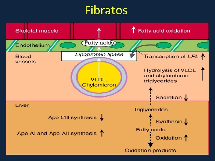 Farmacoterapia en dislipidemias Metabolismo de lipoprotenas ...