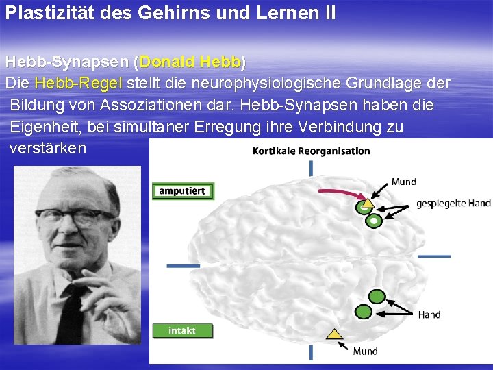Physiologie 5 Plastizitt Die neuronale Plastizitt Die Fhigkeit