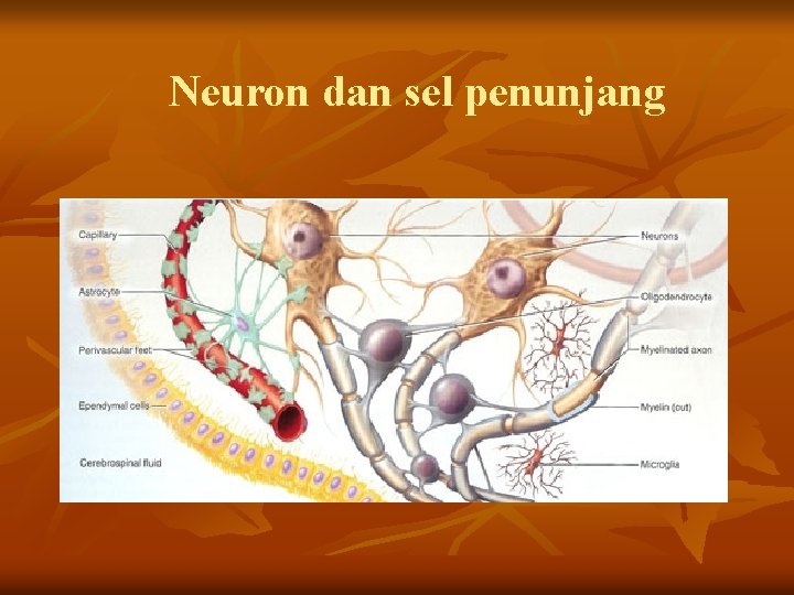 Sel pada Sistem Saraf Sinaps dan Transmisi Dr