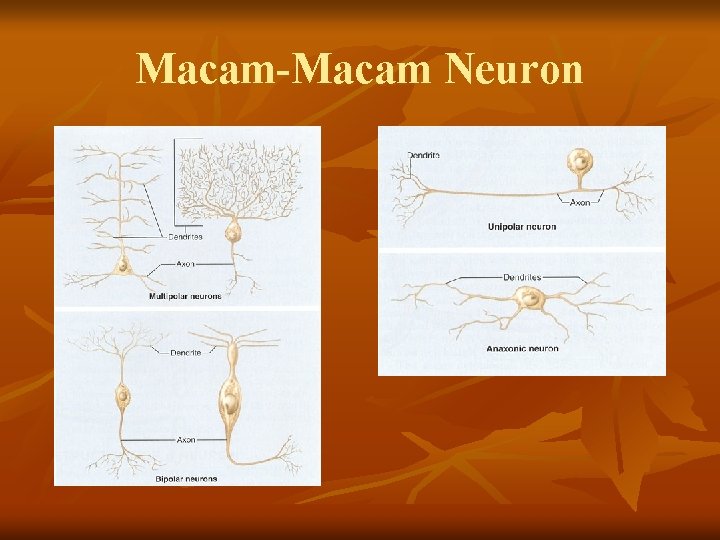 Sel pada Sistem Saraf Sinaps dan Transmisi Dr