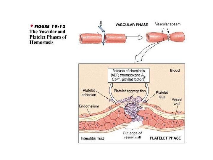 Physiology of Blood Platelets Small granulated nonnucleated bodies