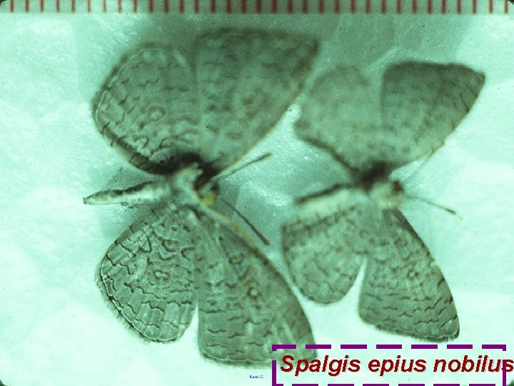 8 LEPIDOPTEROUS PREDATORS Kosol Charernsom Tel 0 3428