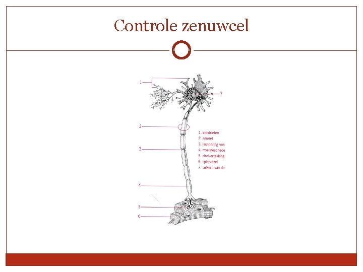 Algemene vragen Waarom reageer je trager bij het