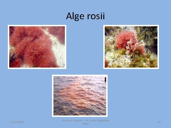 REGNUL PROTISTA ALGELE 11212020 Scoala cu clasele I