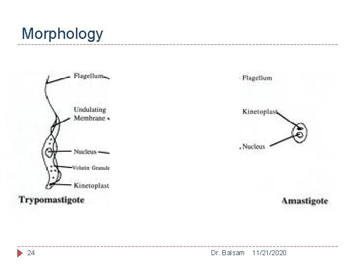 Trypanosomiasis Lecture with Dr Balsam Mahdi Nasir MBBSYEAR