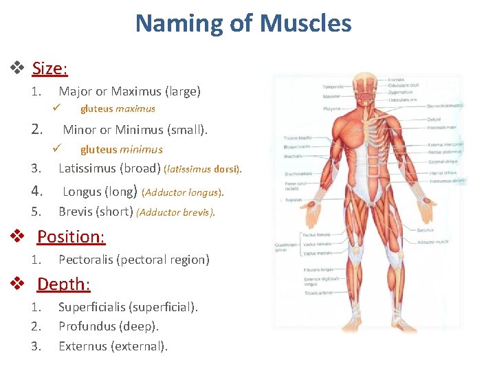 Skeletal Muscles Just for fun OBJECTIVES v At